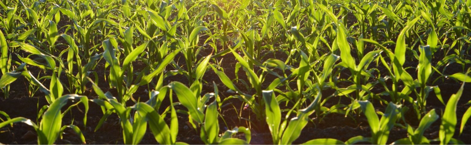 A Year-End Message from Eric Mitchell, President of the Alliance to End ...