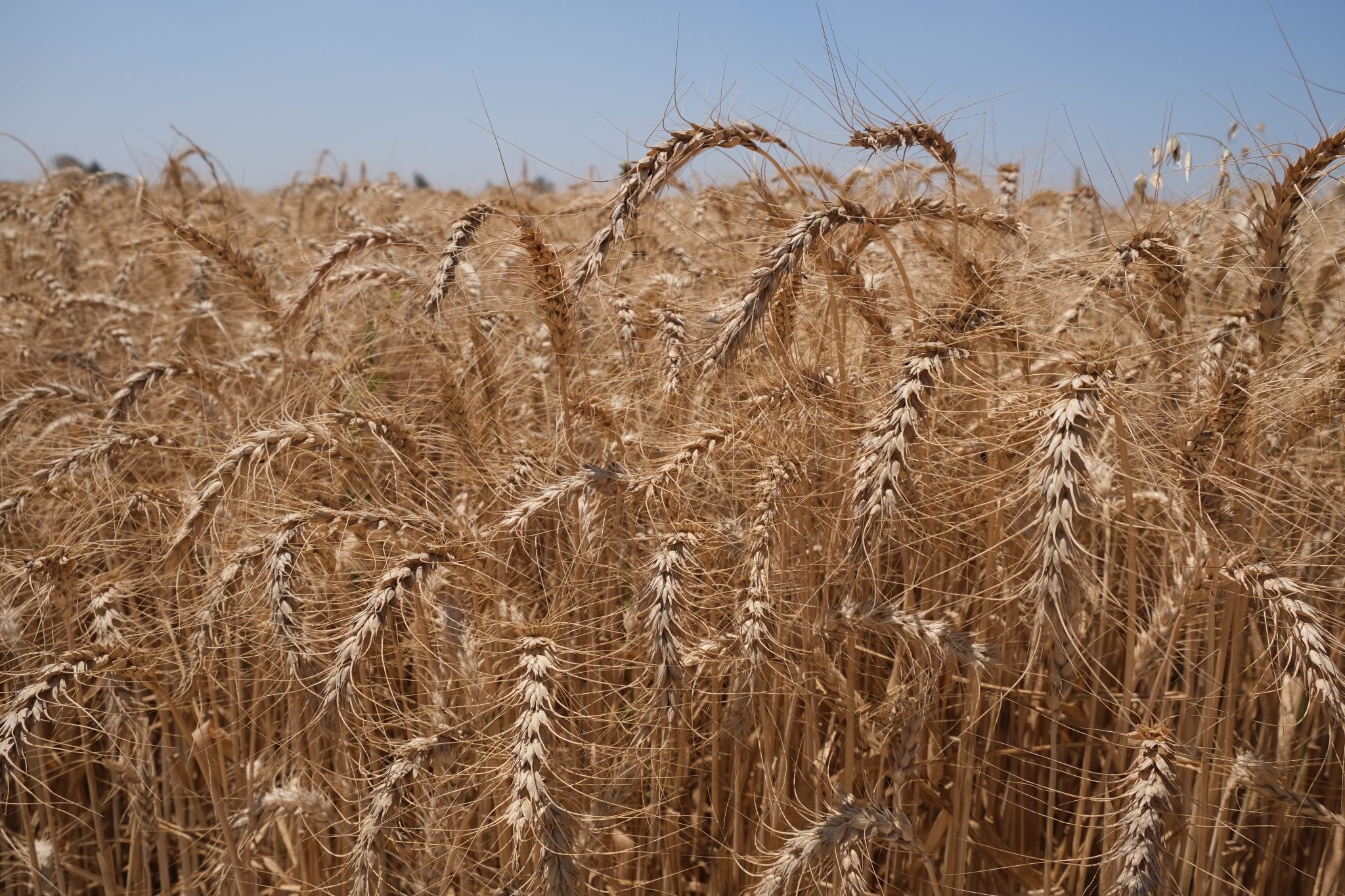 Alliance to End Hunger - Working to End Hunger in America & Worldwide