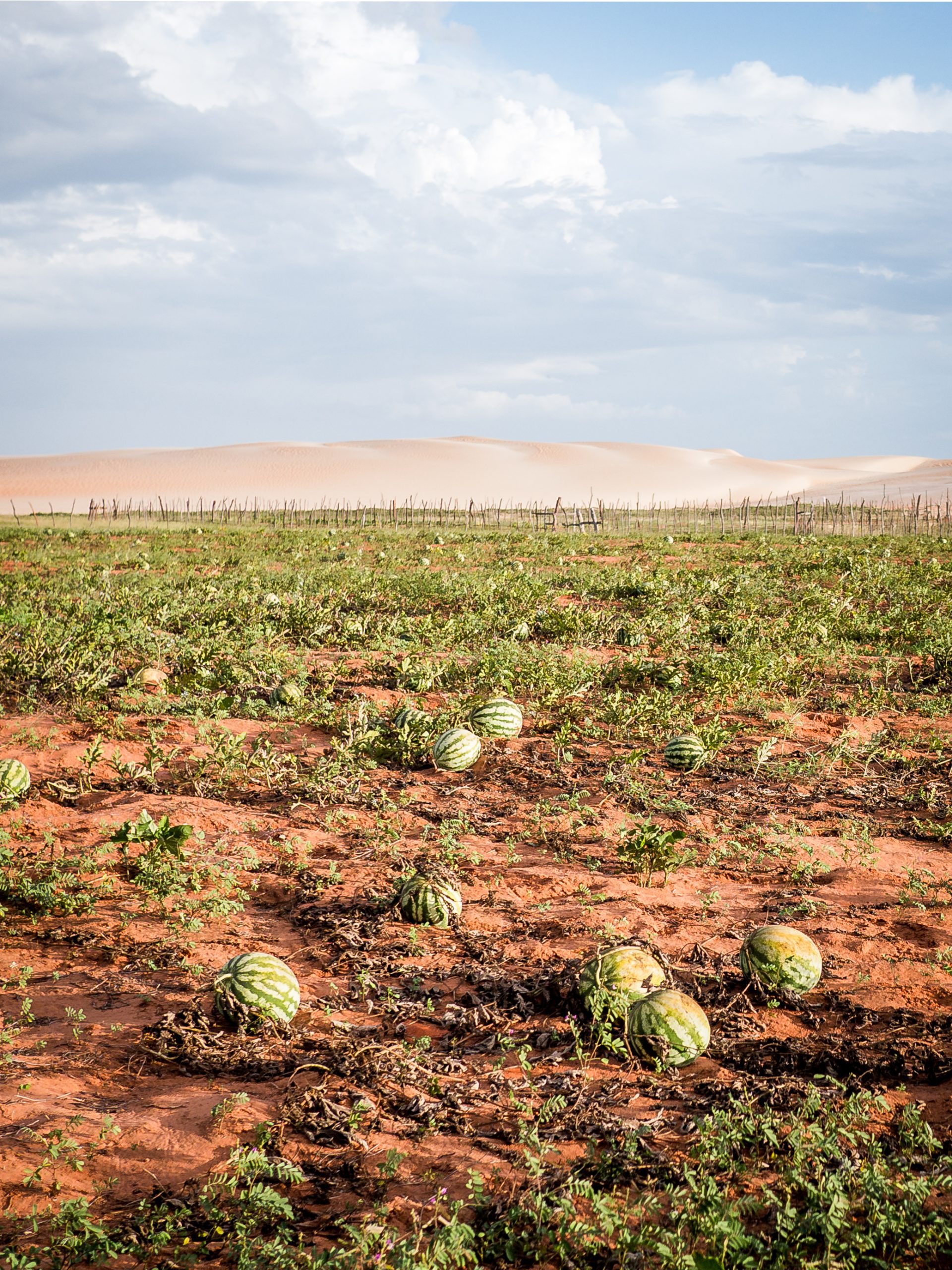 Climate Change and its Deep-Rooted Impact on Food Security - Alliance ...